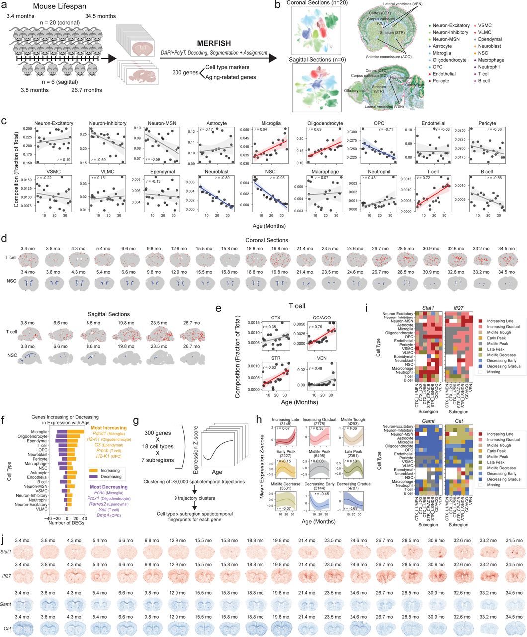 Cell Spatial Transcriptomics Brain Atlas | Spatial Transcriptomics Inc ...