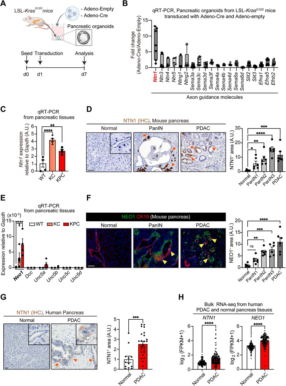 Lsl Trp53 R172h | The Jackson Laboratory | Bioz