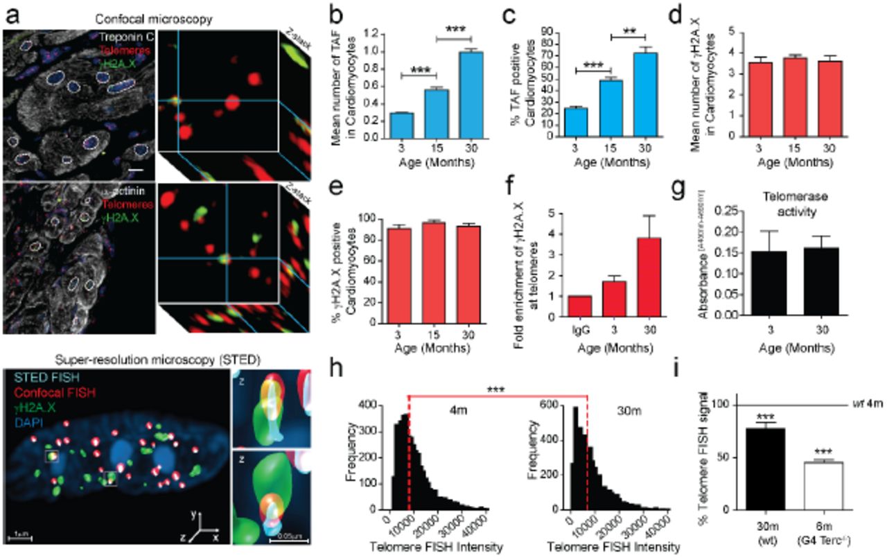 Cy 3 Labelled Telomere Specific Ccctaa Peptide Nucleic Acid Probe ...