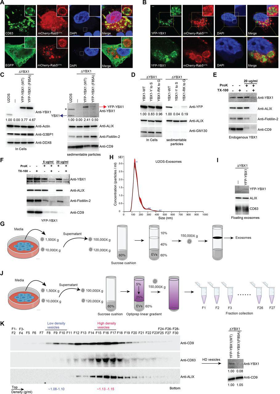 Mcherry Filter Set | Carl Zeiss | Bioz