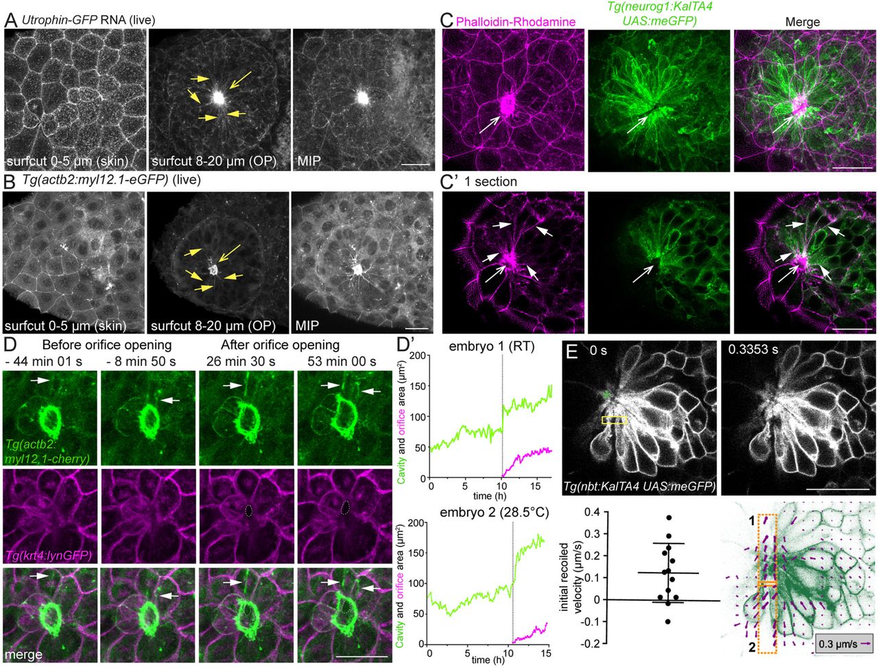 Utrophin Gfp Mrna | Thermo Fisher | Bioz