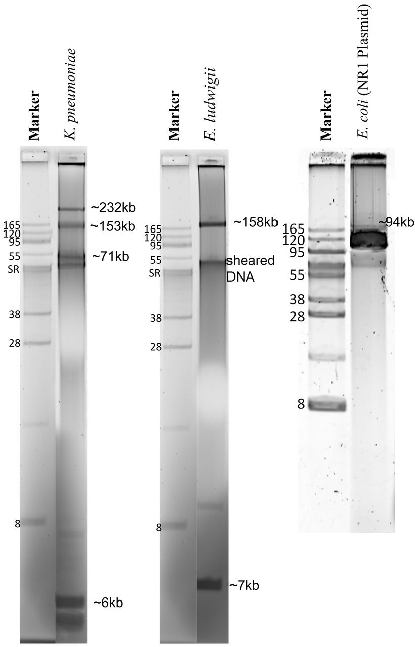 Sequencing Plasmid Dna | Qiagen | Bioz