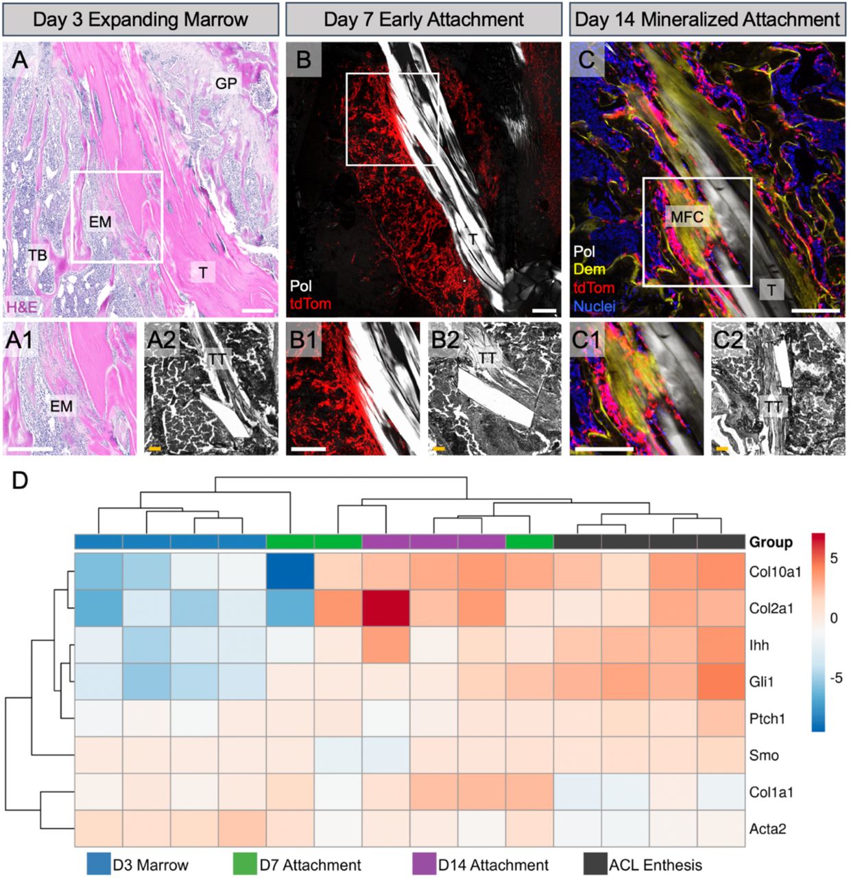 Gene Exp Acta2 Mm00725412 S1 | Thermo Fisher | Bioz