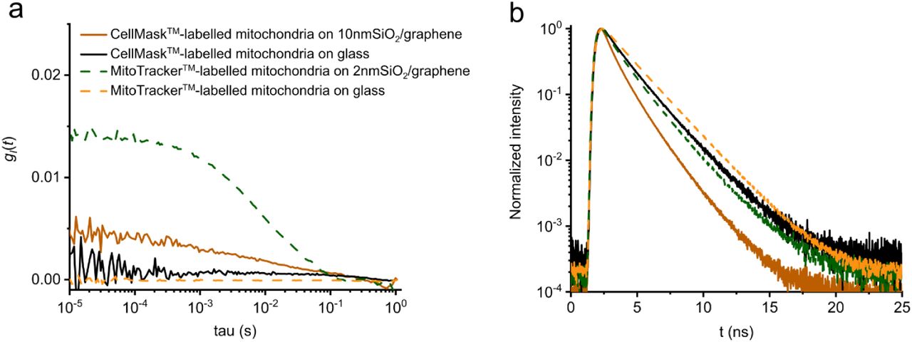 Cellmask Deep Red Plasma Membrane Stain | Thermo Fisher | Bioz