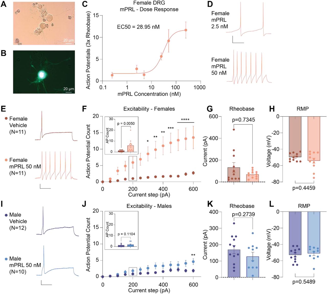 Reporter Ai6 Mice | The Jackson Laboratory | Bioz