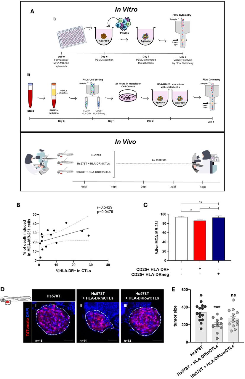 Peripheral Blood Mononuclear Cell Pbmc | Ficoll-Paque Pharmacia | Bioz