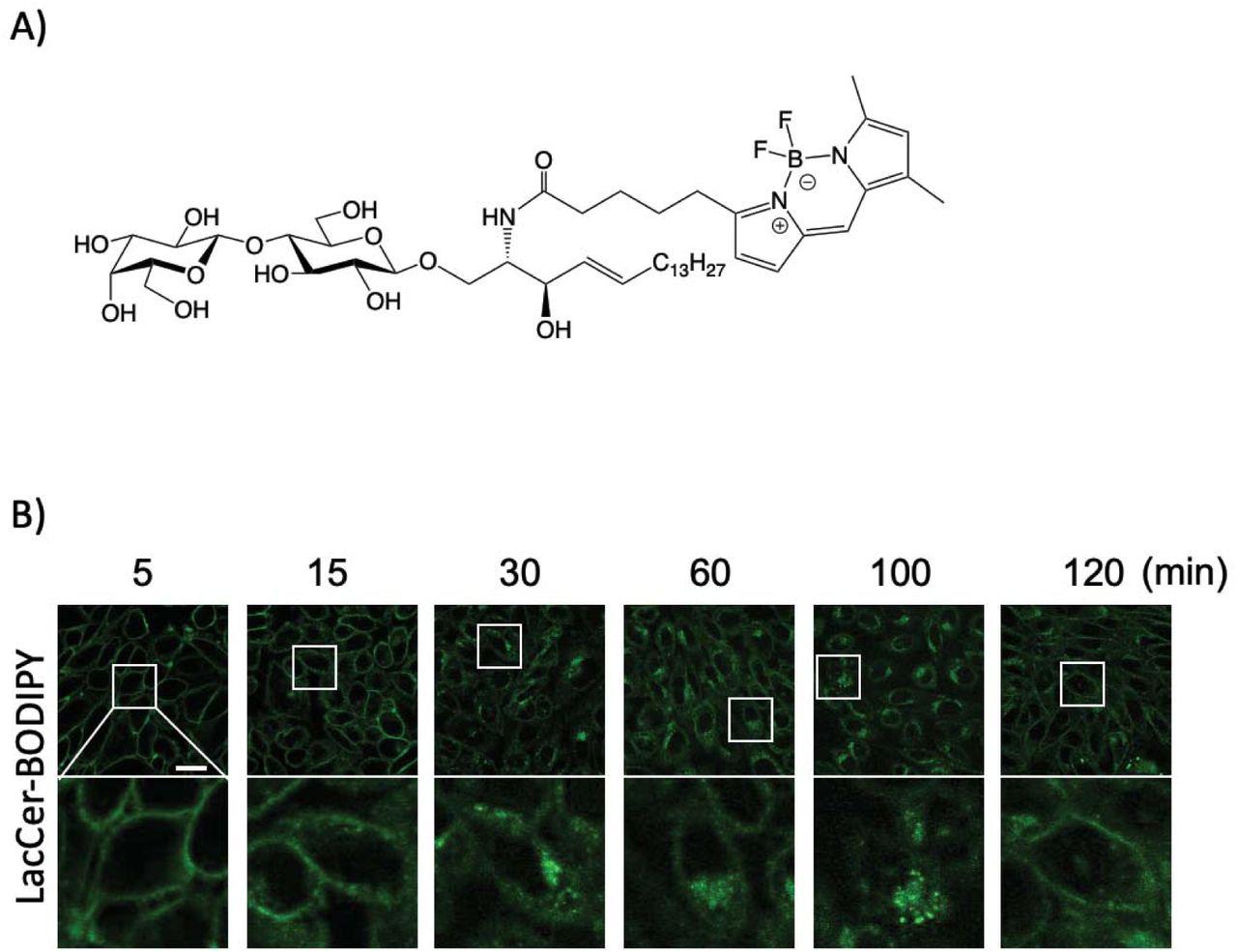 Laccer Bodipy | Nikon | Bioz