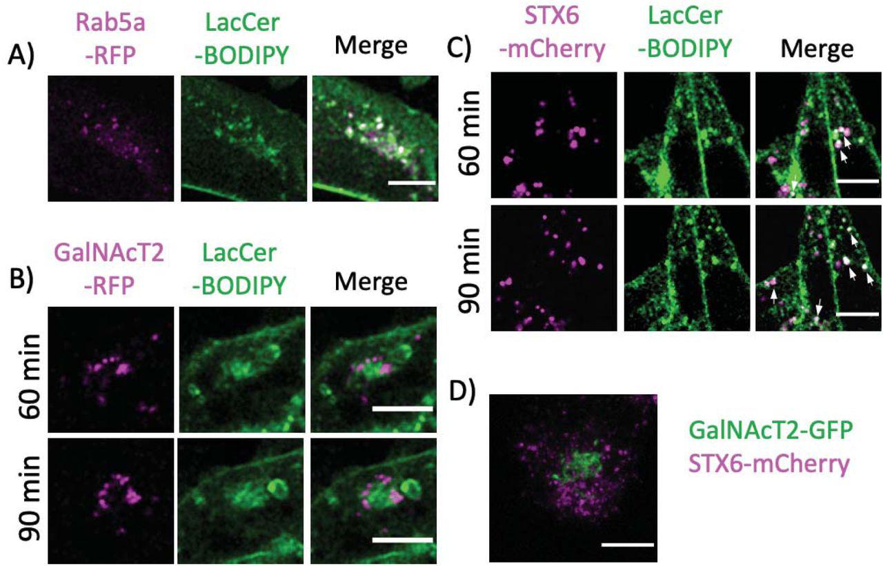 Laccer Bodipy | Nikon | Bioz