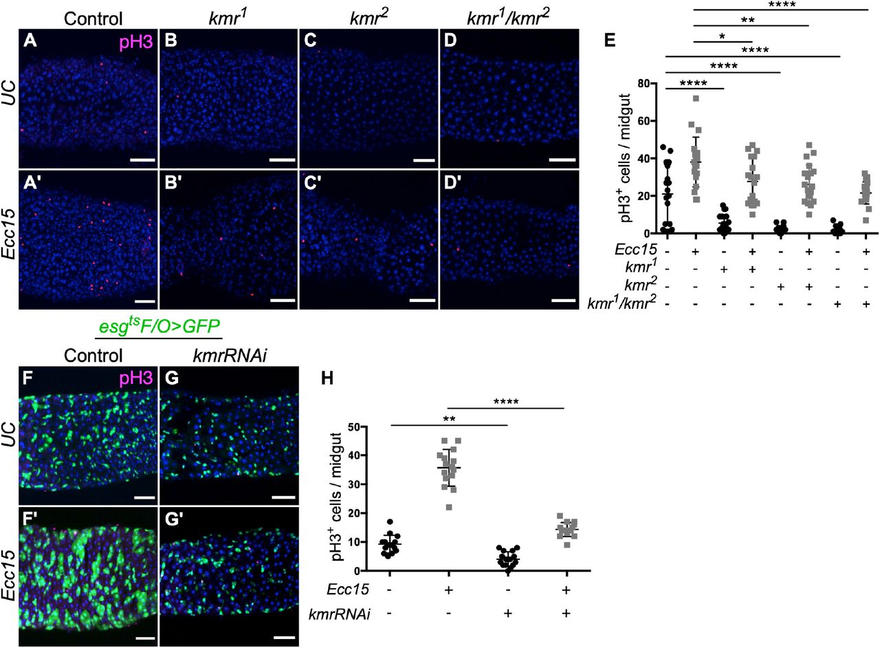 Ph3 | Cell Signaling Technology Inc | Bioz