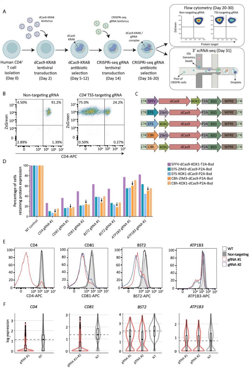 Human Cd4 Cells | Thermo Fisher | Bioz
