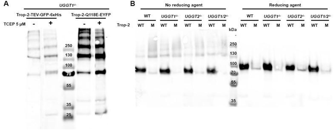 293t Cells | Polyplus-transfection SA | Bioz