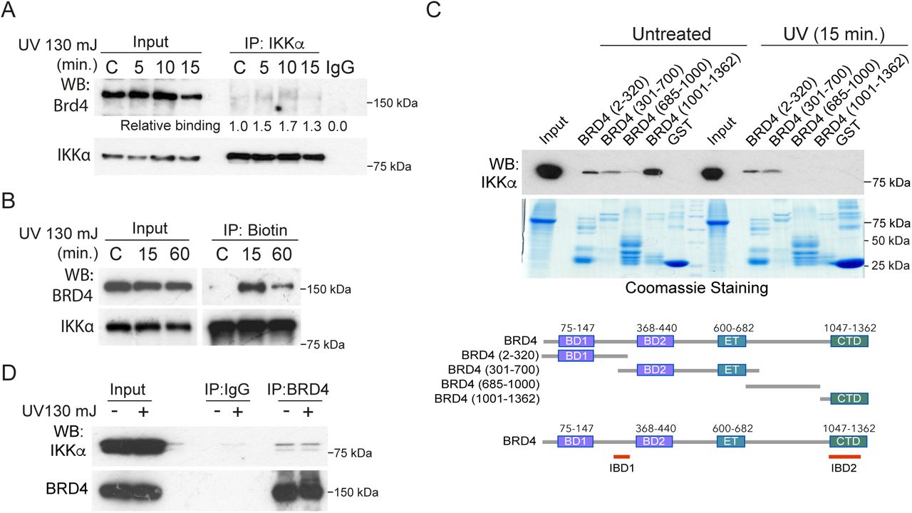 Hct116 Cell Line | ATCC | Bioz