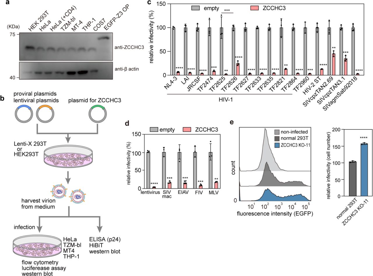 Lenti X P24 Rapid Titer Kit | TaKaRa | Bioz