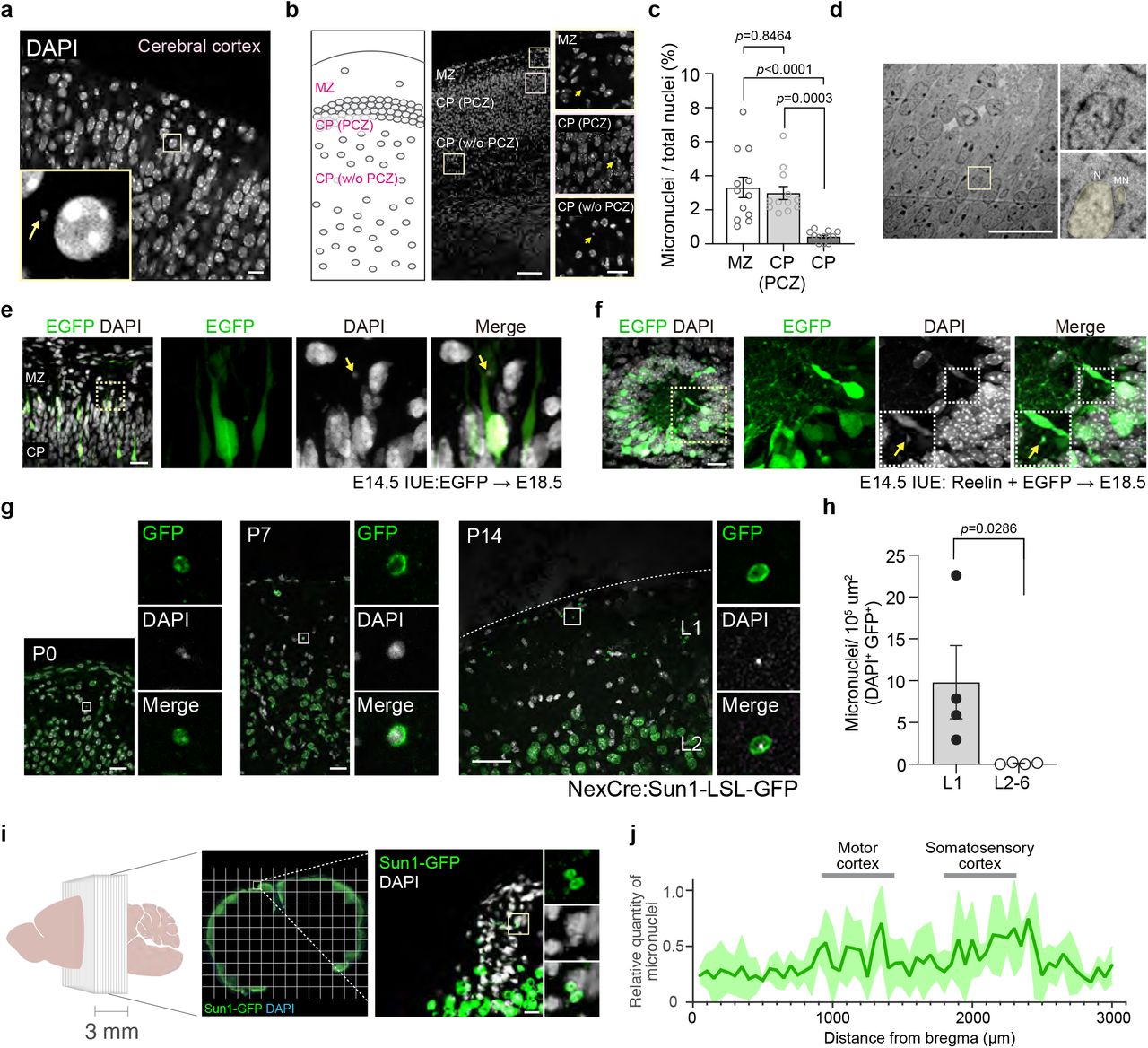 Nexcre Lsl Sun1 Gfp Mice | TaKaRa | Bioz