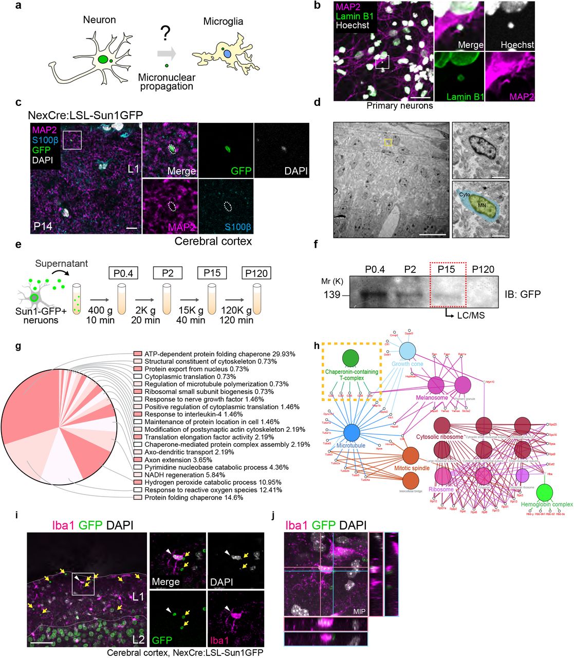 Nexcre Lsl Sun1 Gfp Mice | TaKaRa | Bioz