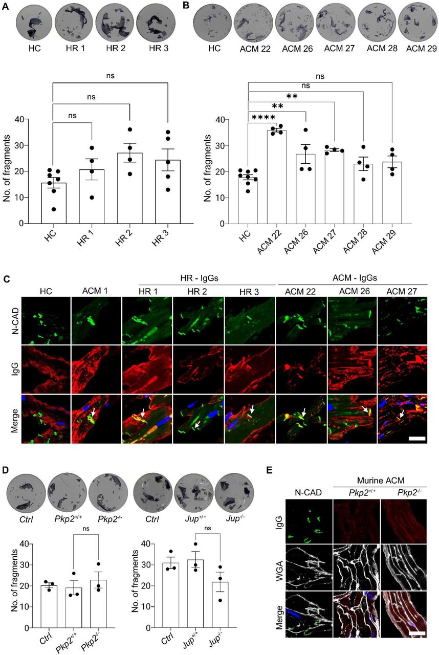 Ventricular Cardiac Tissues | Thermo Fisher | Bioz