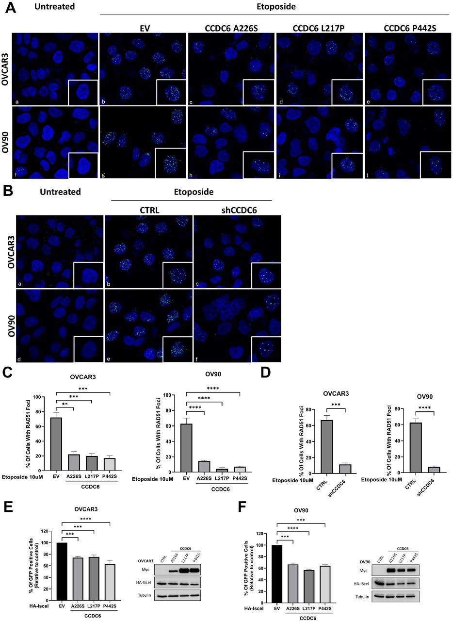 Ovarian Cancer Cell Line Ovcar3 | ATCC | Bioz