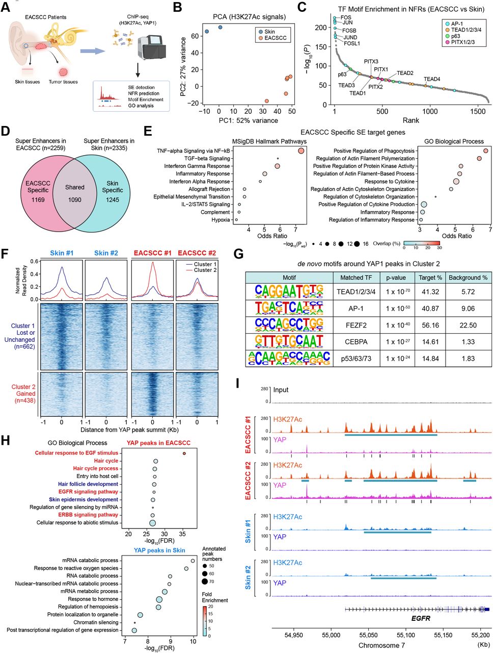 Noncancerous Tissues | Shanghai Biochip Co | Bioz