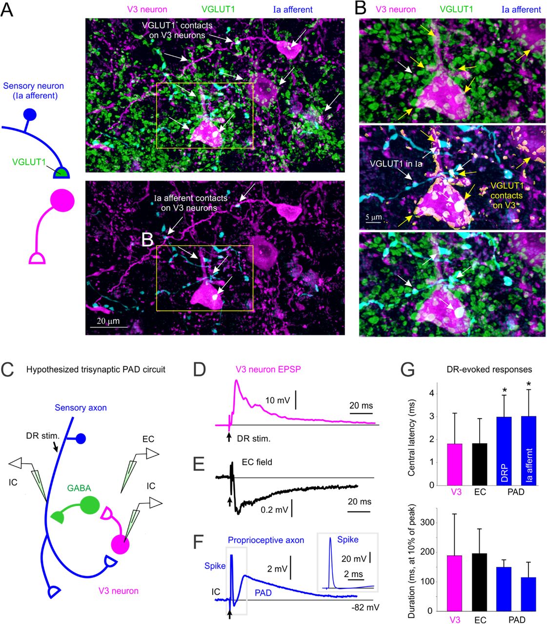 Sim1 Cre Mice | The Jackson Laboratory | Bioz