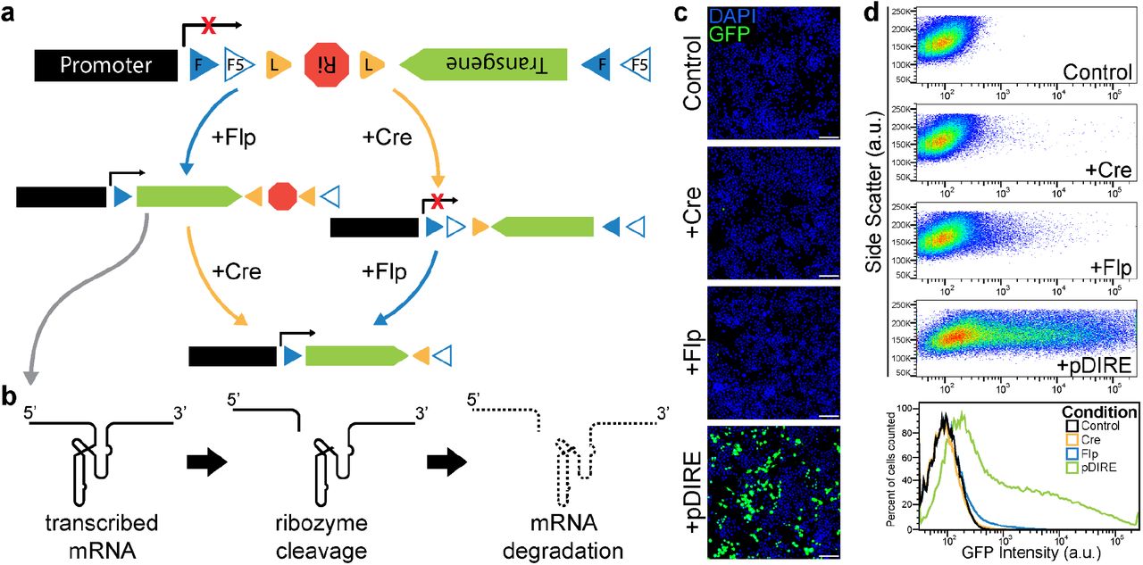 N2a Cells | Atcc | Bioz