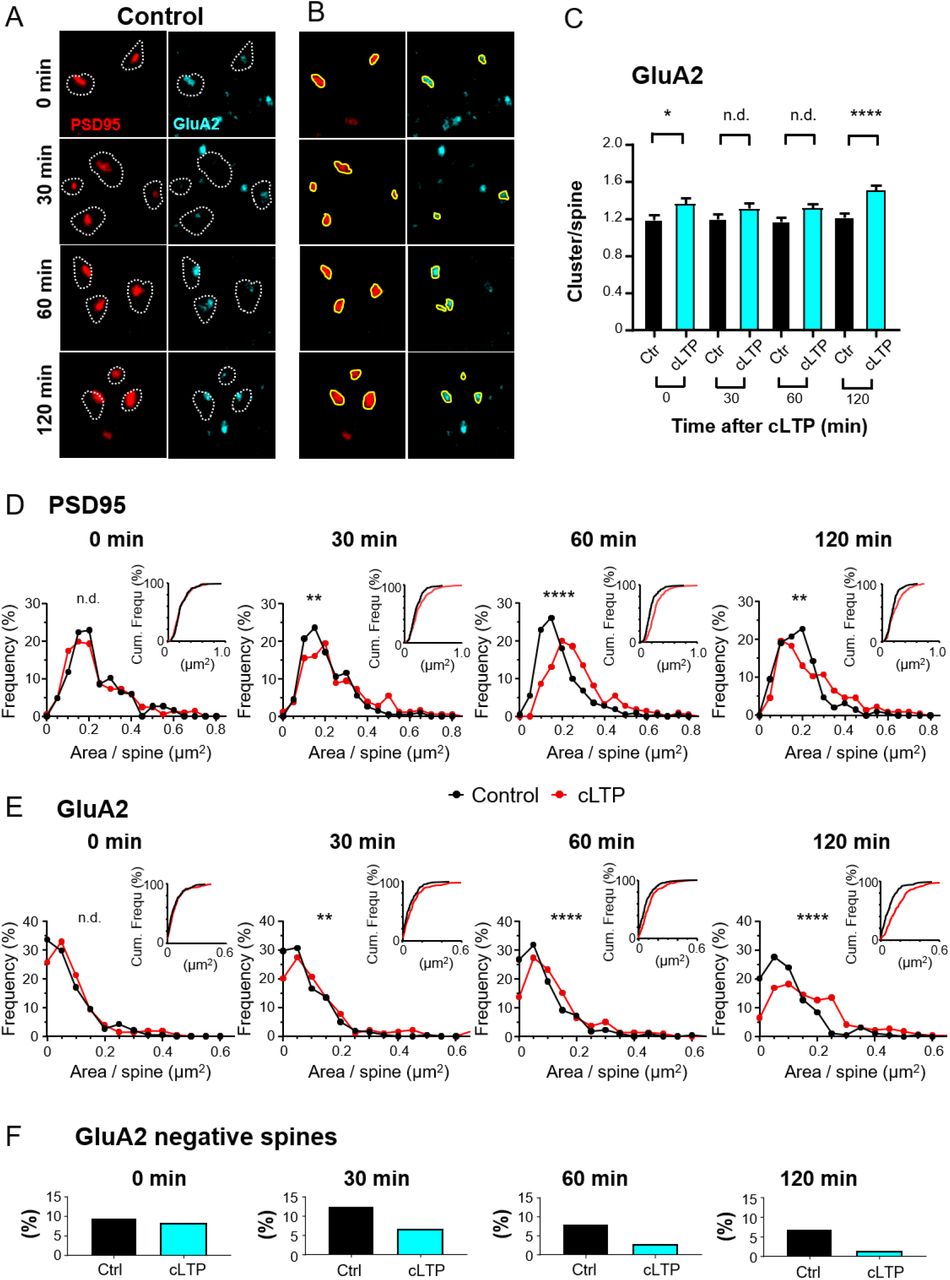 Glua2 | Millipore | Bioz