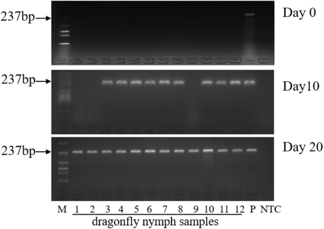 2000 Dna Marker | TaKaRa | Bioz