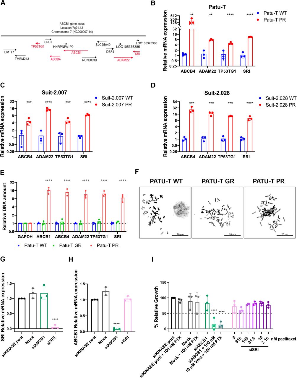 Interferin Transfection Reagent | polyplus transfection | Bioz