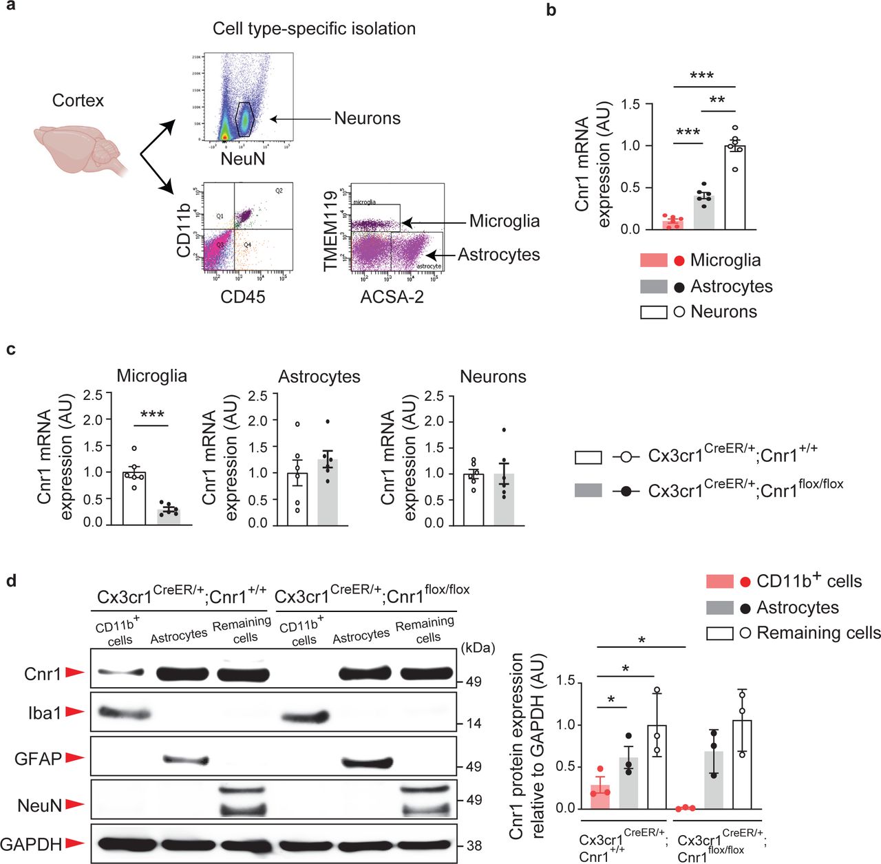 Anti Cd11b | Miltenyi Biotec | Bioz