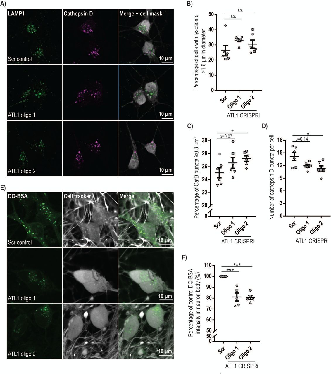Bsa Dq | Thermo Fisher | Bioz