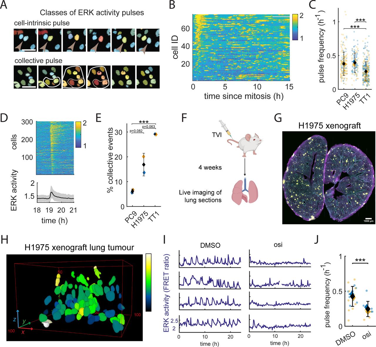 H1975 Cell Line | ATCC | Bioz