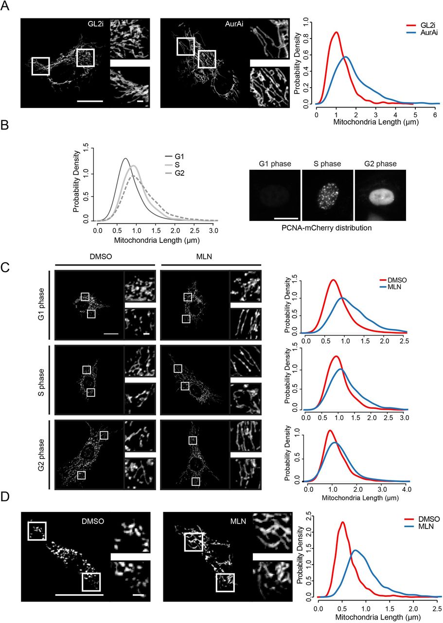 Mitotracker Mito Id | Thermo Fisher | Bioz