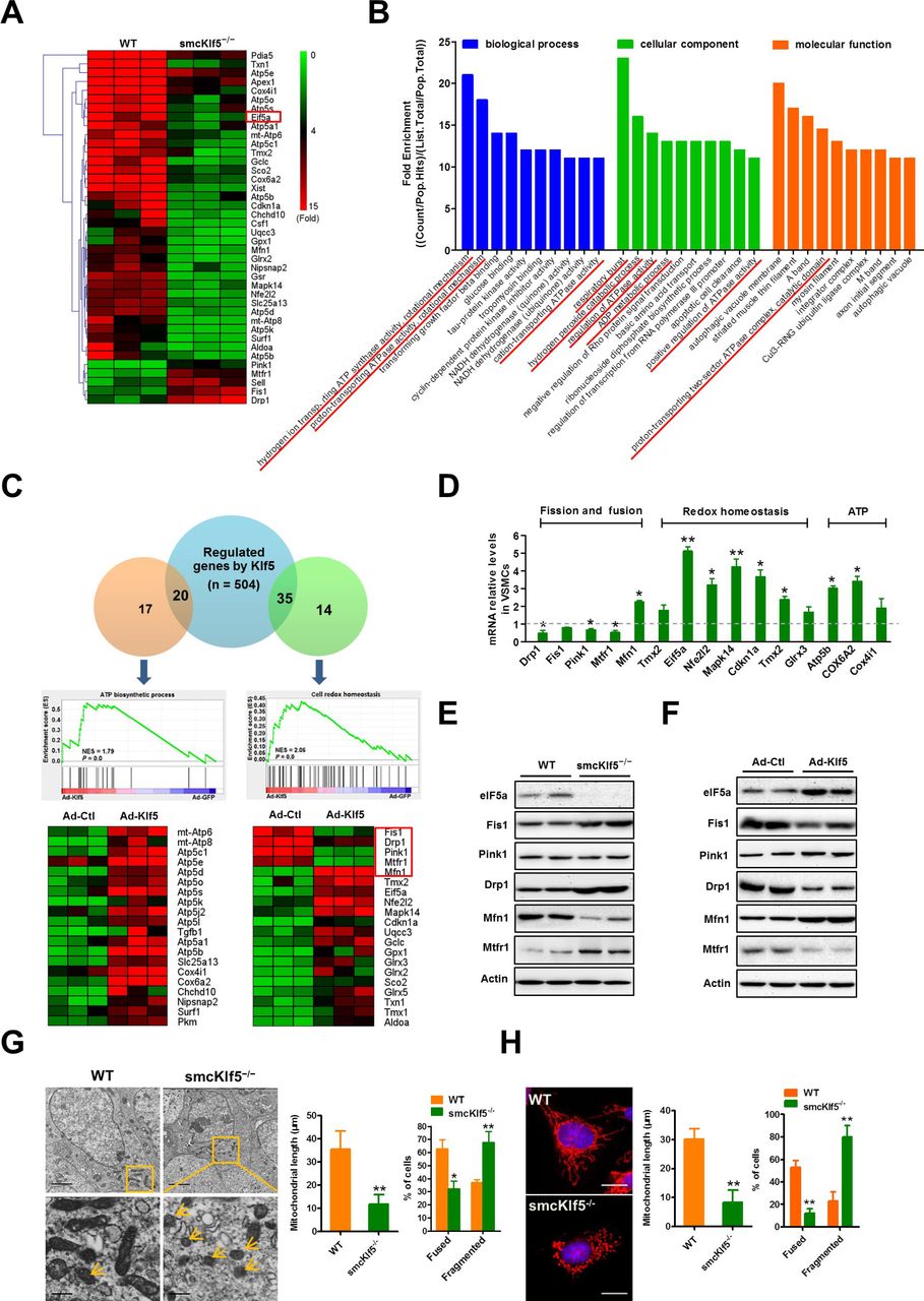 Mouse Minus Duolink In Situ Pla Kits | Olink Bioscience | Bioz