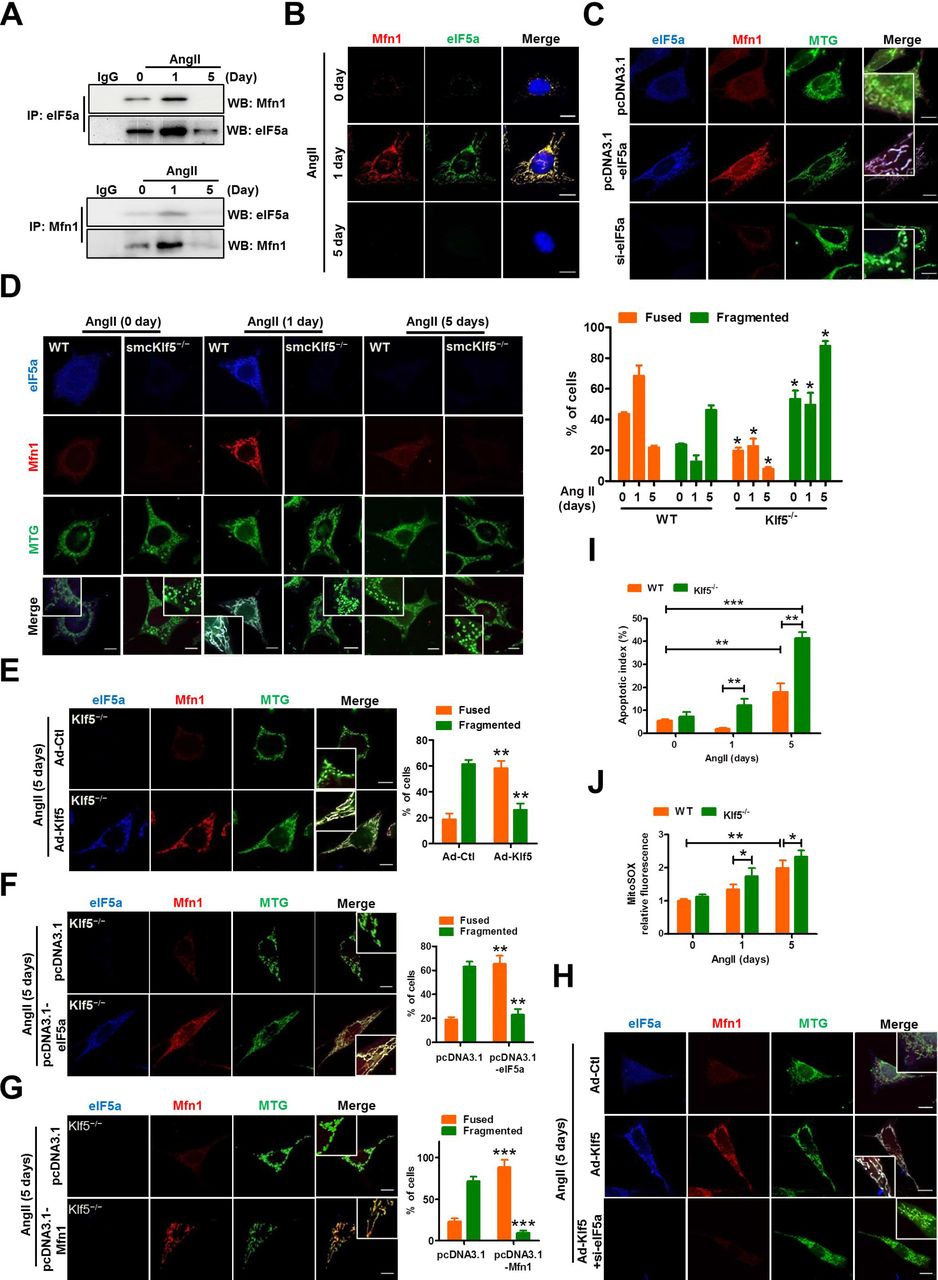 Mouse Minus Duolink In Situ Proximity Ligation Assay Kits With Anti ...