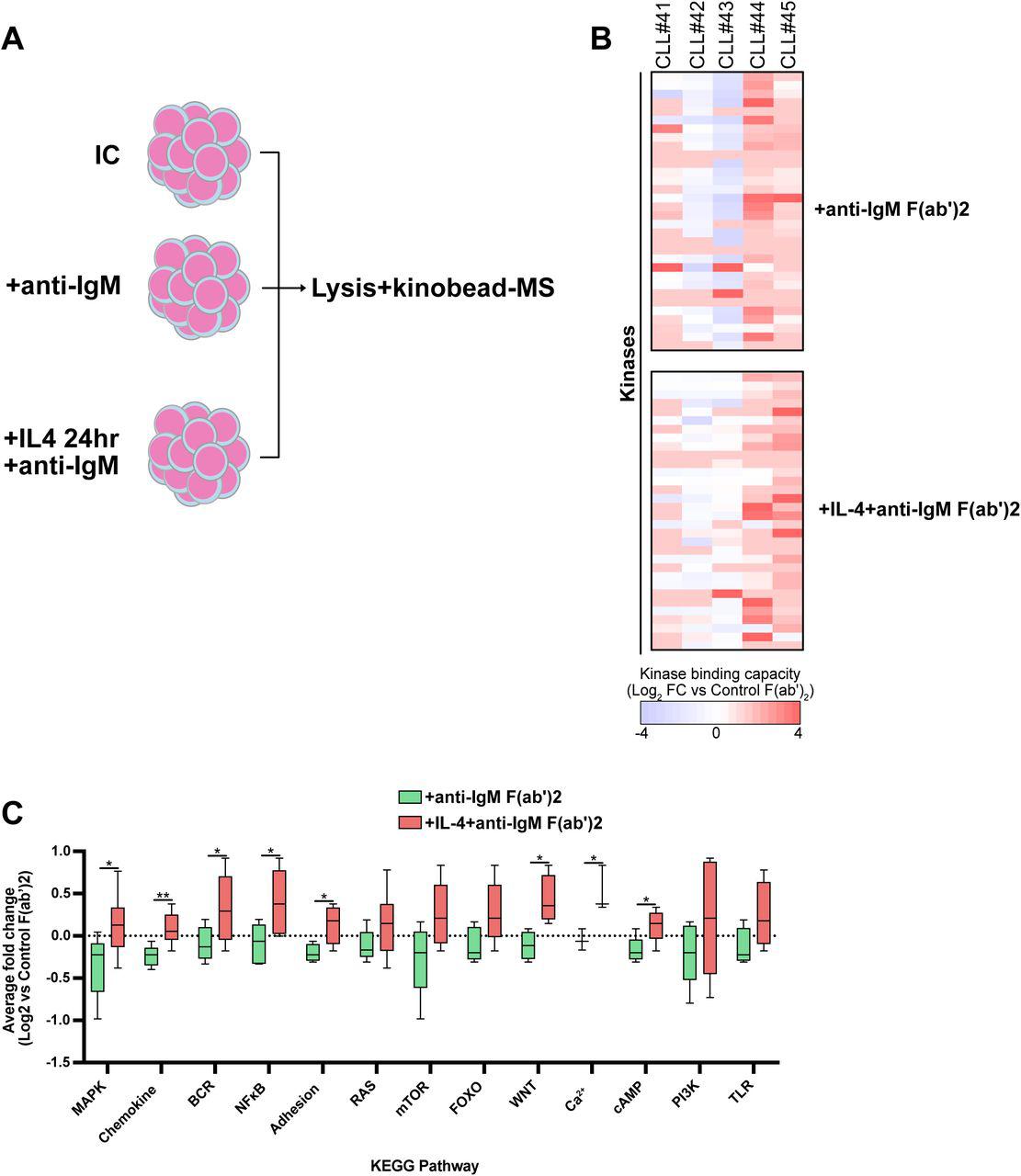 Kinobead Lysis Buffer | Roche | Bioz