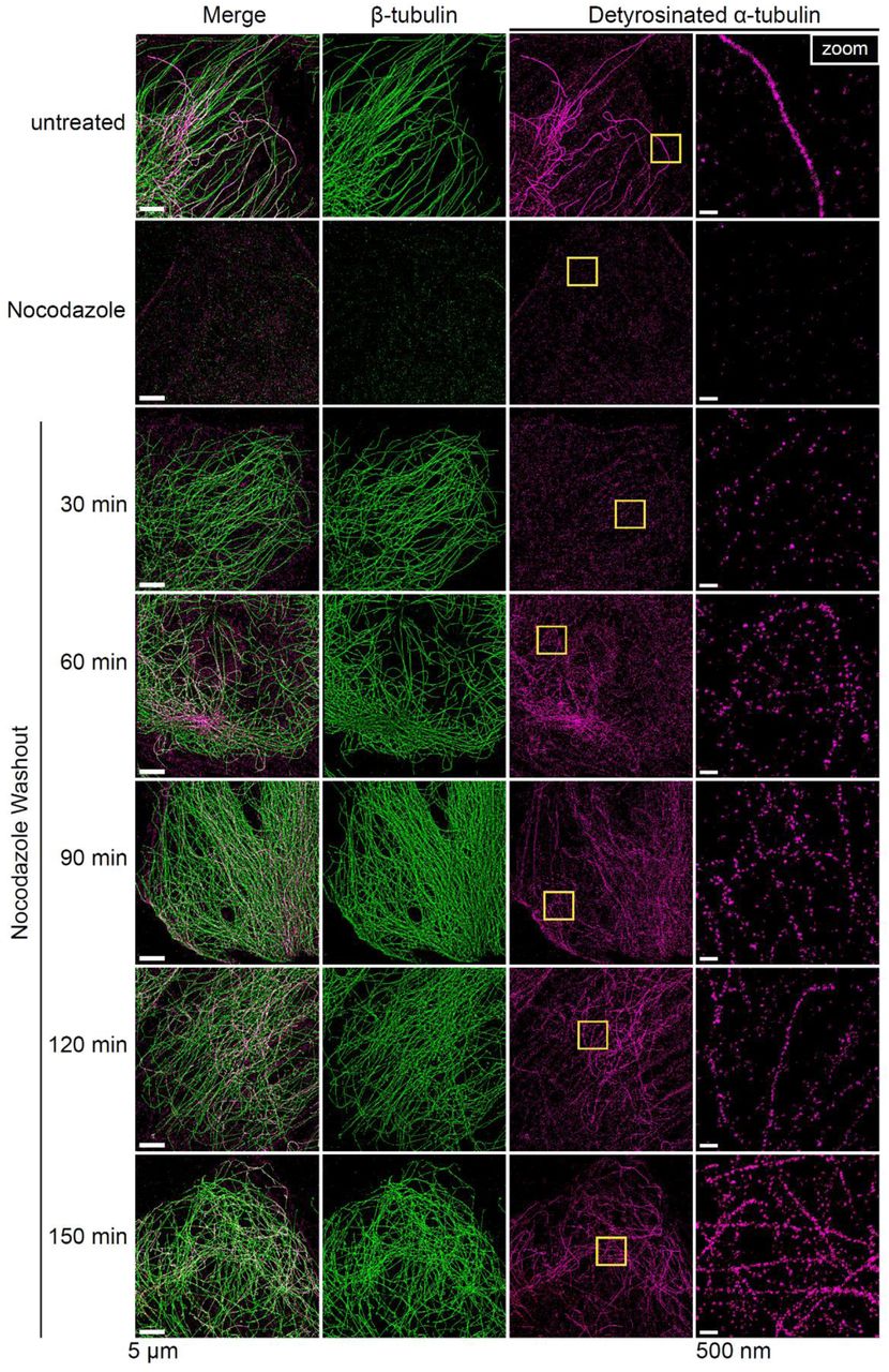 Bsc 1 Cells | Thermo Fisher | Bioz