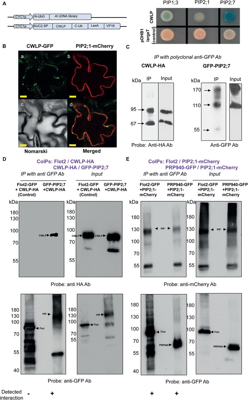 Split Ubiquitin Y2h Assay | Dualsystems Biotech | Bioz