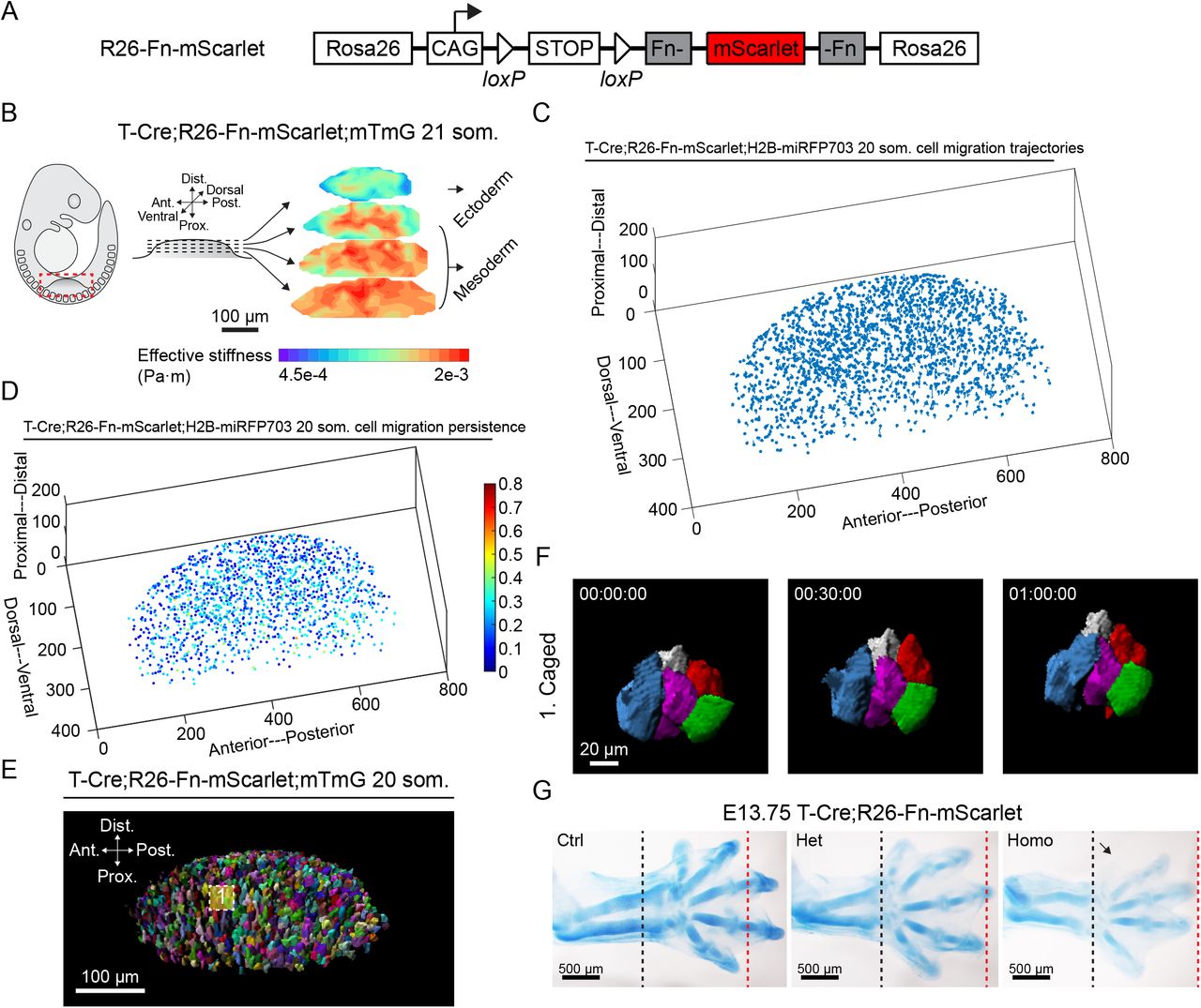 Rosa26 Cag Lsl Fn Mscarlet R26 Fn Mscarlet | The Jackson Laboratory | Bioz