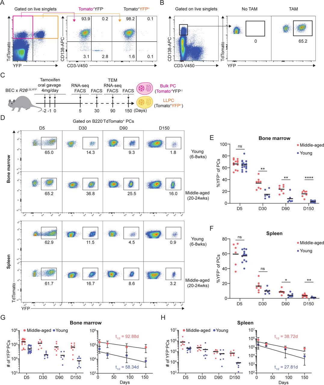 Rosa26 Cag Lsl Tdtomato Ai14 | Jackson Laboratory | Bioz