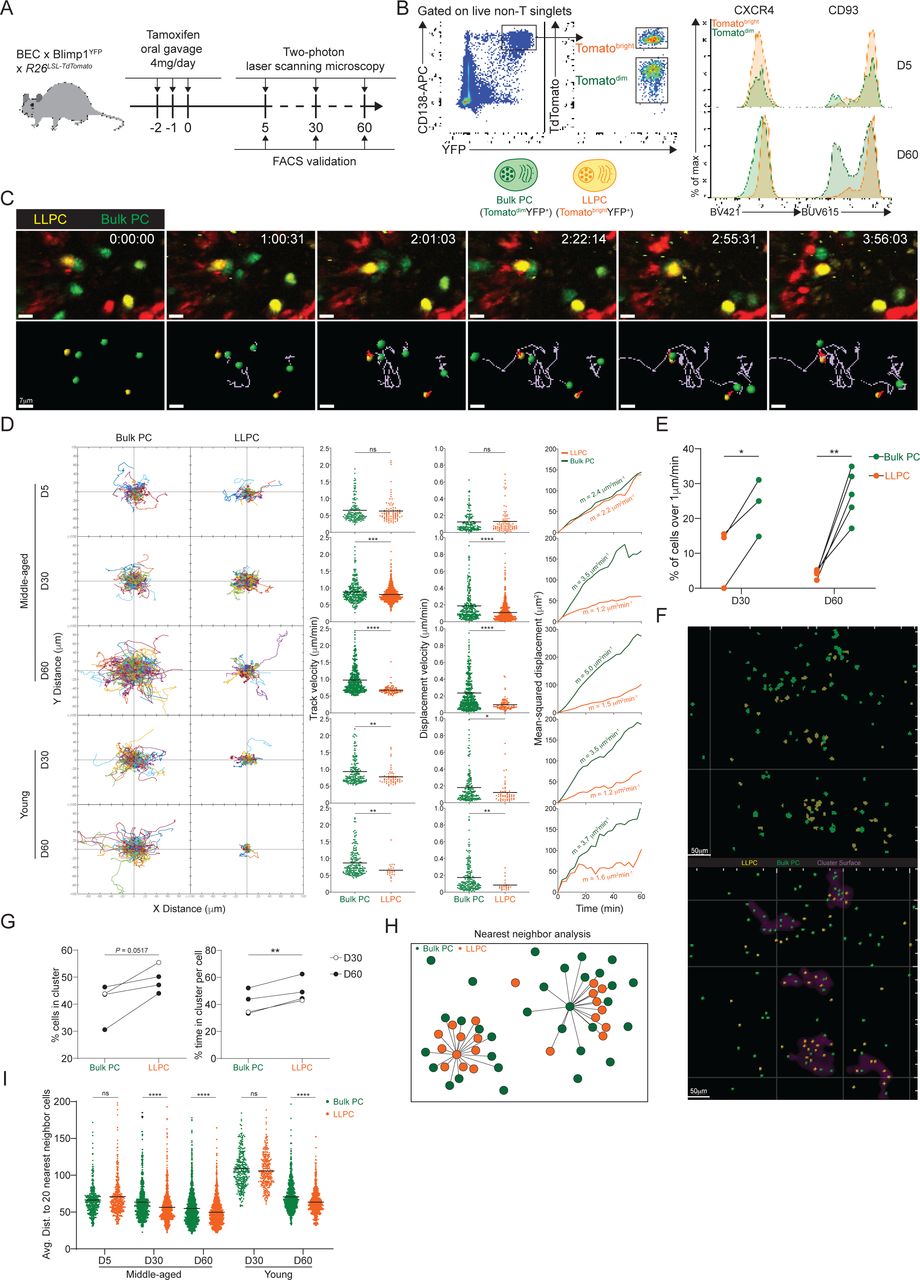 Rosa26 Cag Lsl Tdtomato Ai14 | Jackson Laboratory | Bioz