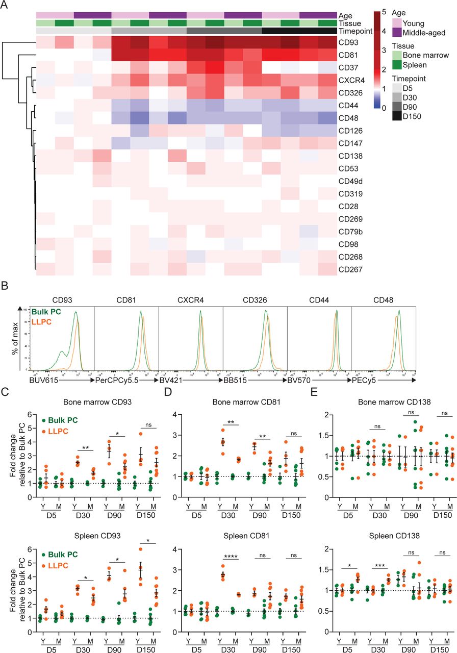Rosa26 Cag Lsl Tdtomato Ai14 | Jackson Laboratory | Bioz