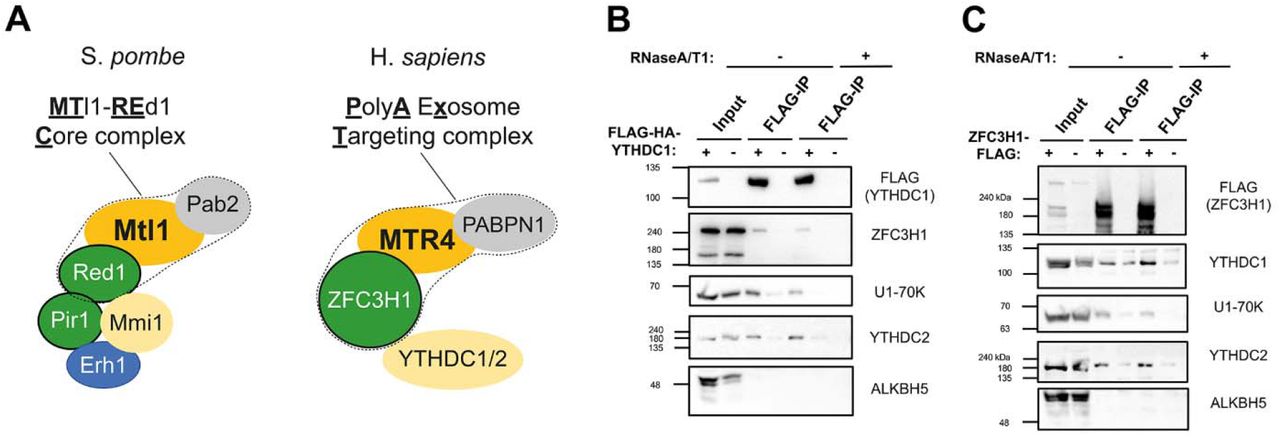 Rnase T1 | Thermo Fisher | Bioz