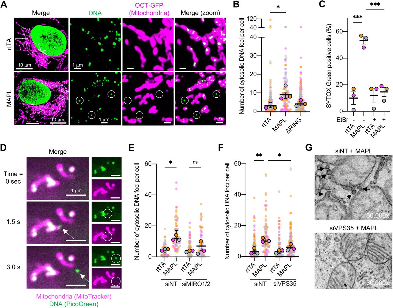 Quant It Picogreen Dsdna Kit | Thermo Fisher | Bioz