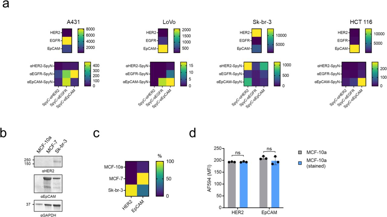 Flow Cytometry Acquisition | Becton Dickinson | Bioz