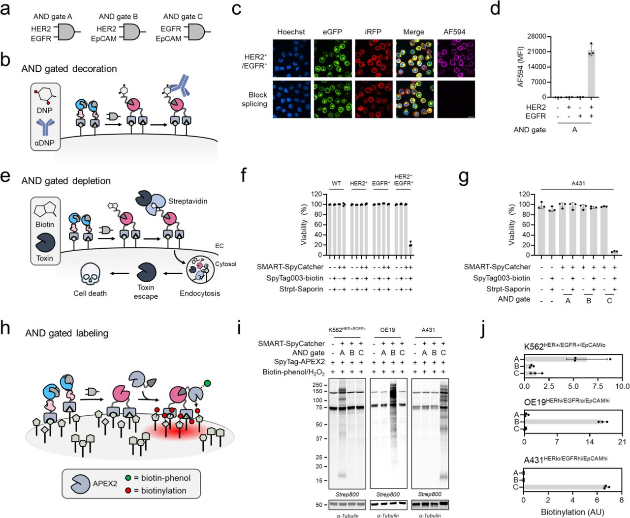 Flow Cytometry Acquisition | Becton Dickinson | Bioz