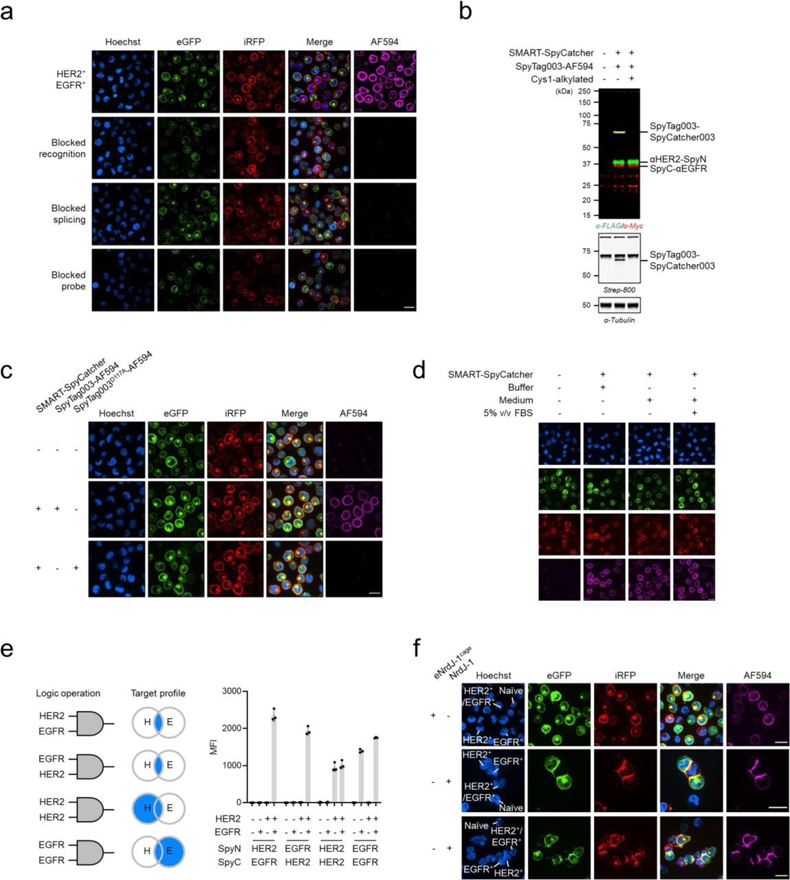 Flow Cytometry Acquisition | Becton Dickinson | Bioz