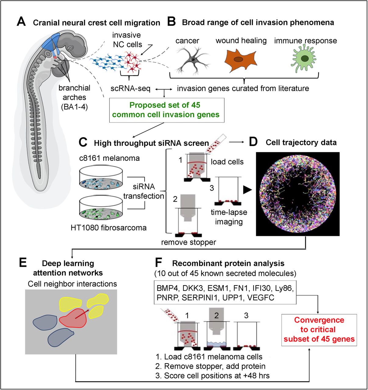 Ht1080 Cells | ATCC | Bioz