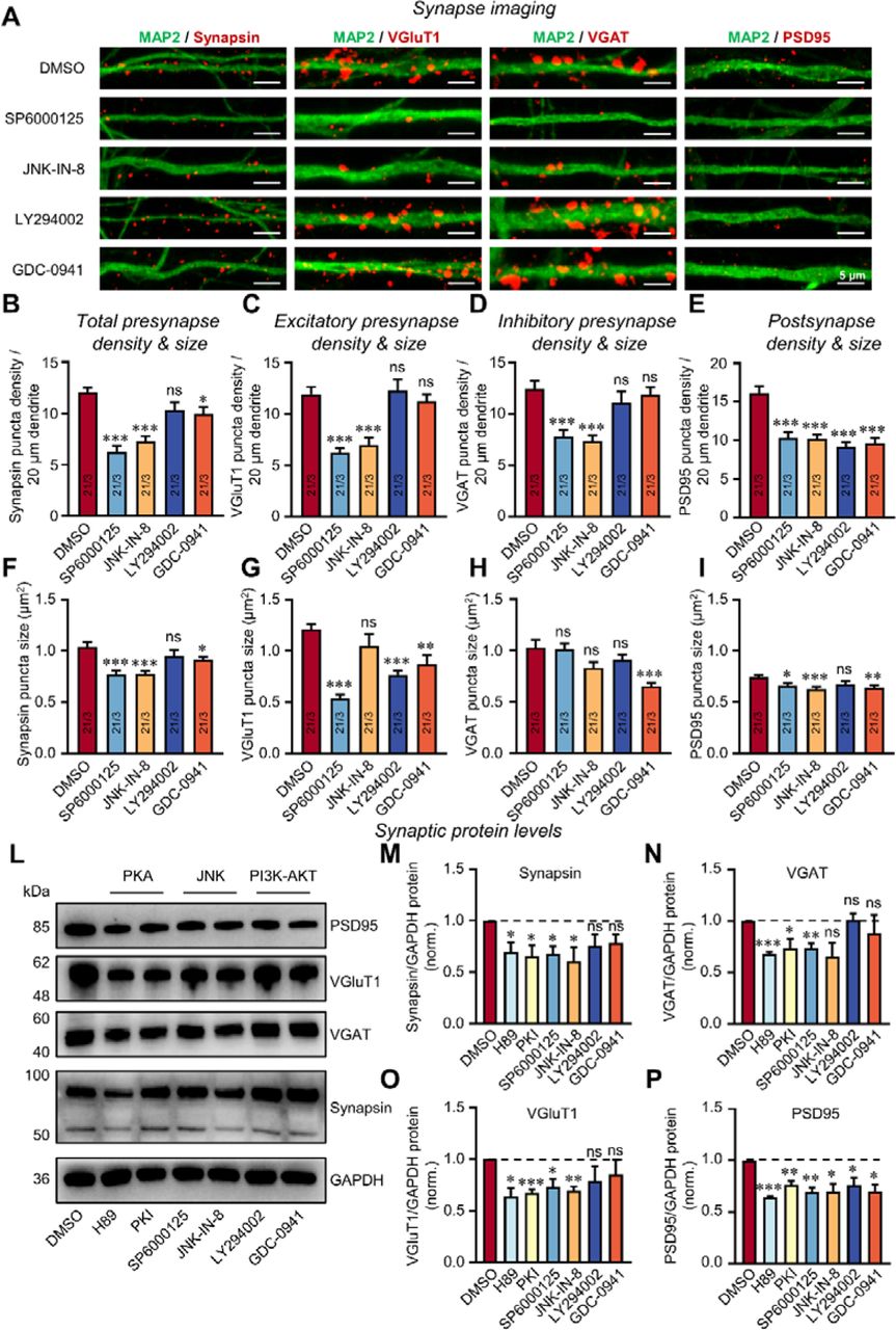 Rabbit Anti Vglut1 | Synaptic Systems | Bioz