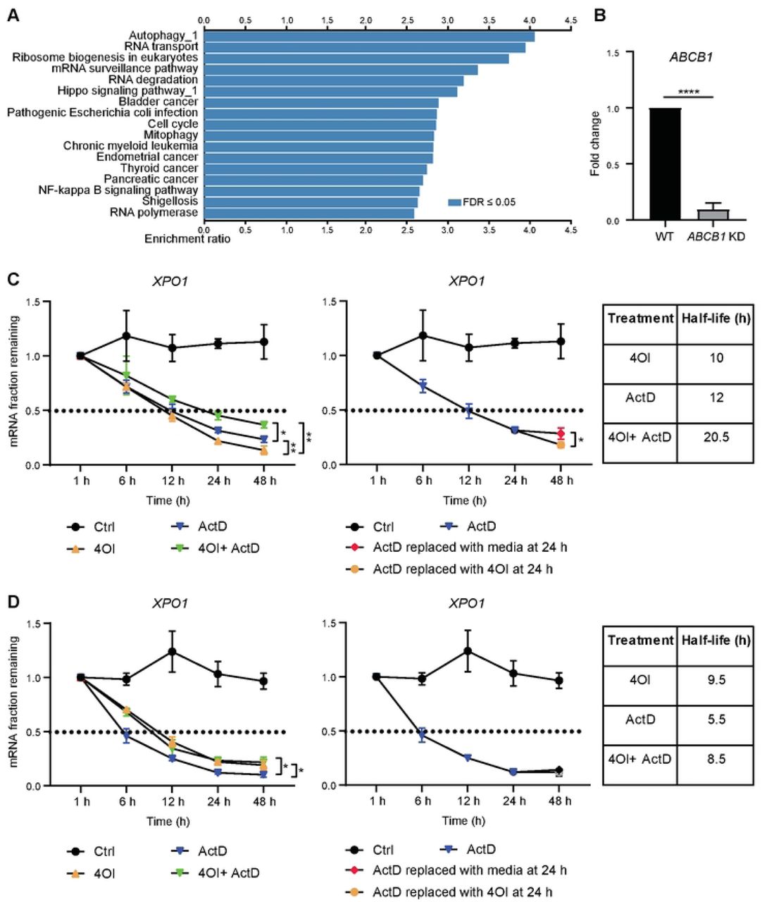 Anti Xpo1 | Cell Signaling Technology Inc | Bioz