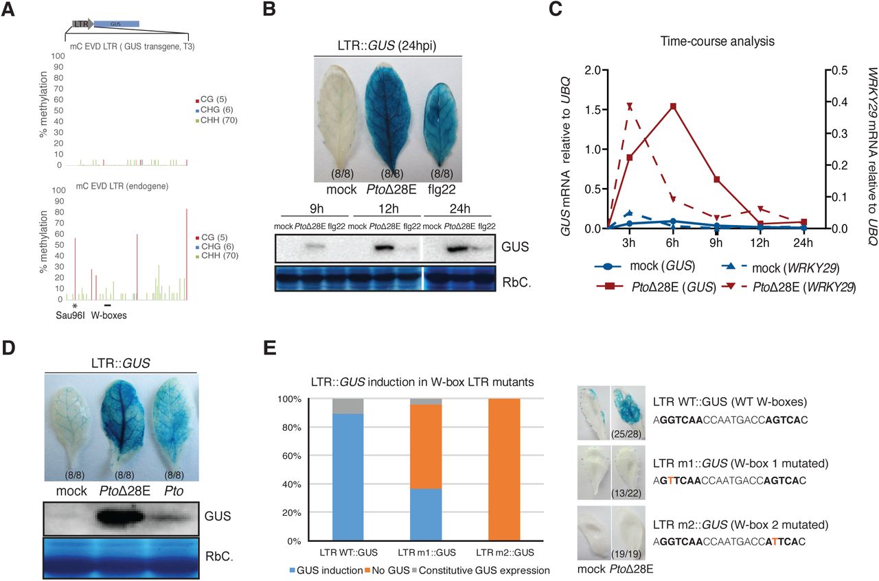 Synthetic Flg22 Peptide | GenScript | Bioz