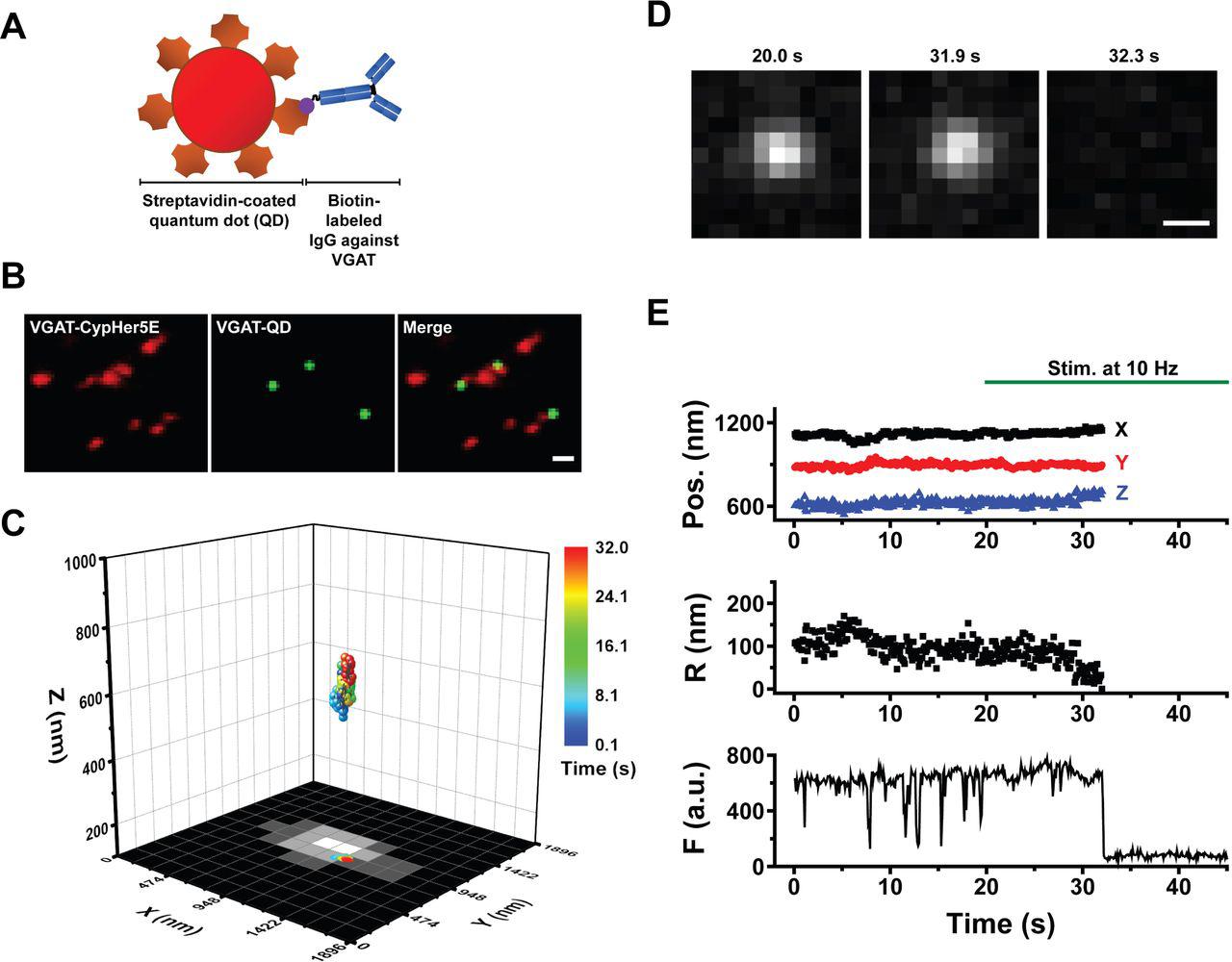 Rabbit Polyclonal Anti Vgat Antibody Conjugated To Cypher5e | Synaptic Systems | Bioz